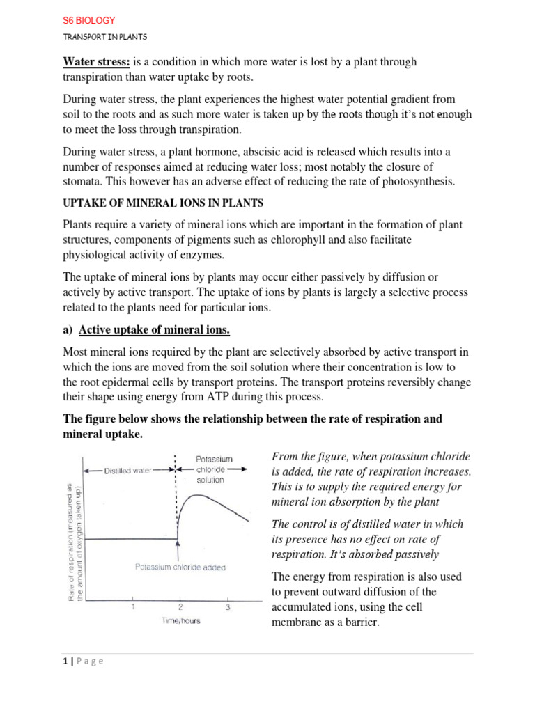 Transport in Plants Notes Bio A Level | PDF | Plant Stem | Botany