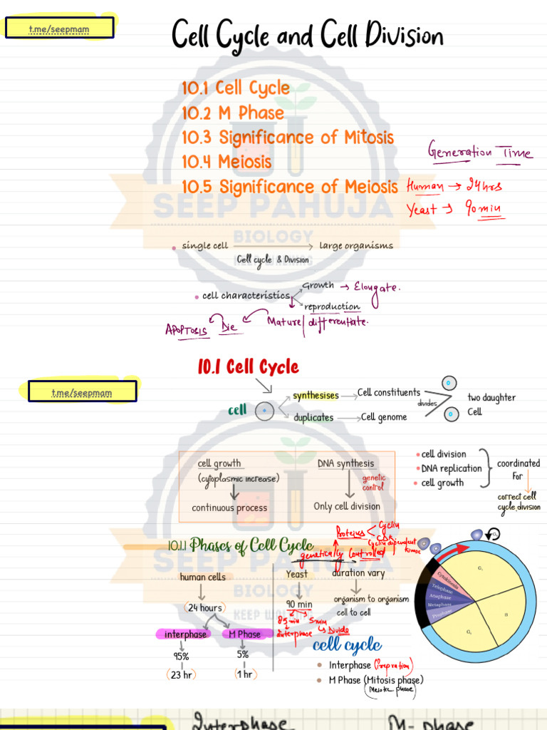 Cell Cycle and Division Overview | PDF | Meiosis | Mitosis