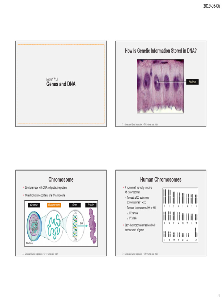 BIOL202 - Lesson 07 Part 1 Genes and DNA 2 | PDF | Translation (Biology ...