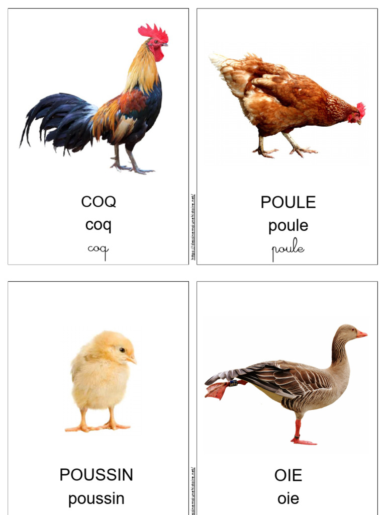 Imagier Referentiel Des Animaux de La Ferme Basse Cour | PDF