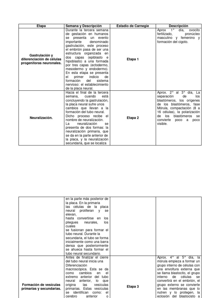 Estadio de Carnegie | PDF | Sistema nervioso | Morfología (biología)