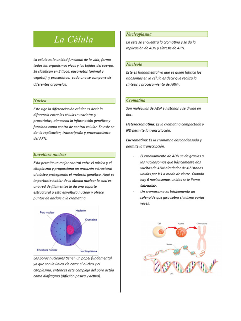 Resumen célula | Descargar gratis PDF | Nucleo celular | Citoplasma