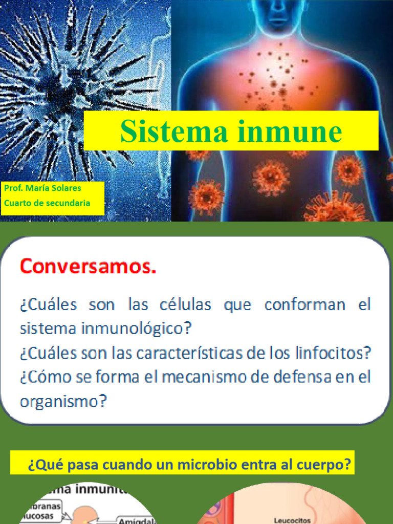SISTEMA INMUNE | PDF | Linfocitos | Sistema inmune