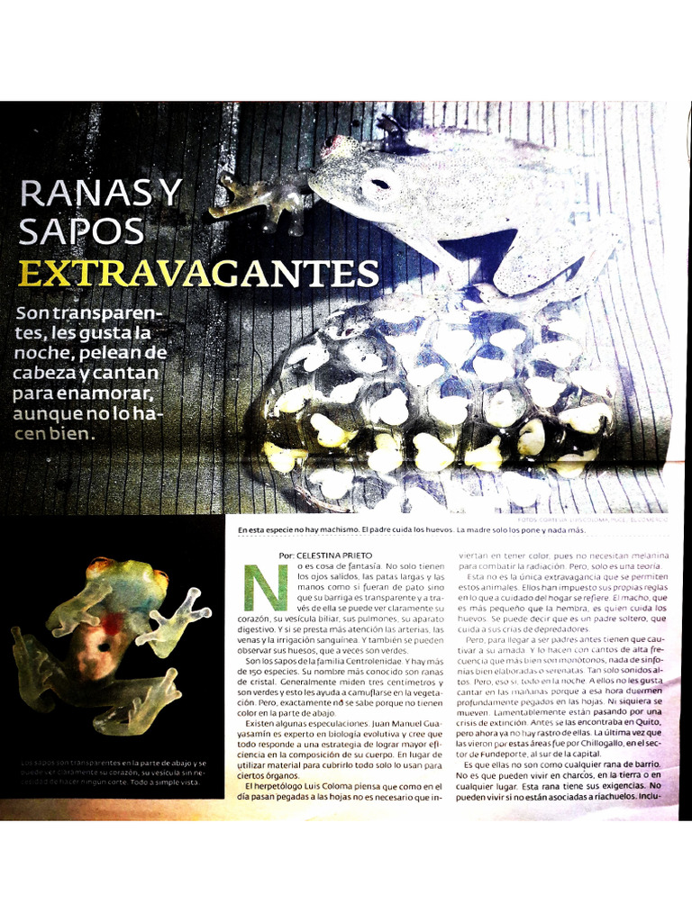 Ranas Ecuador | PDF
