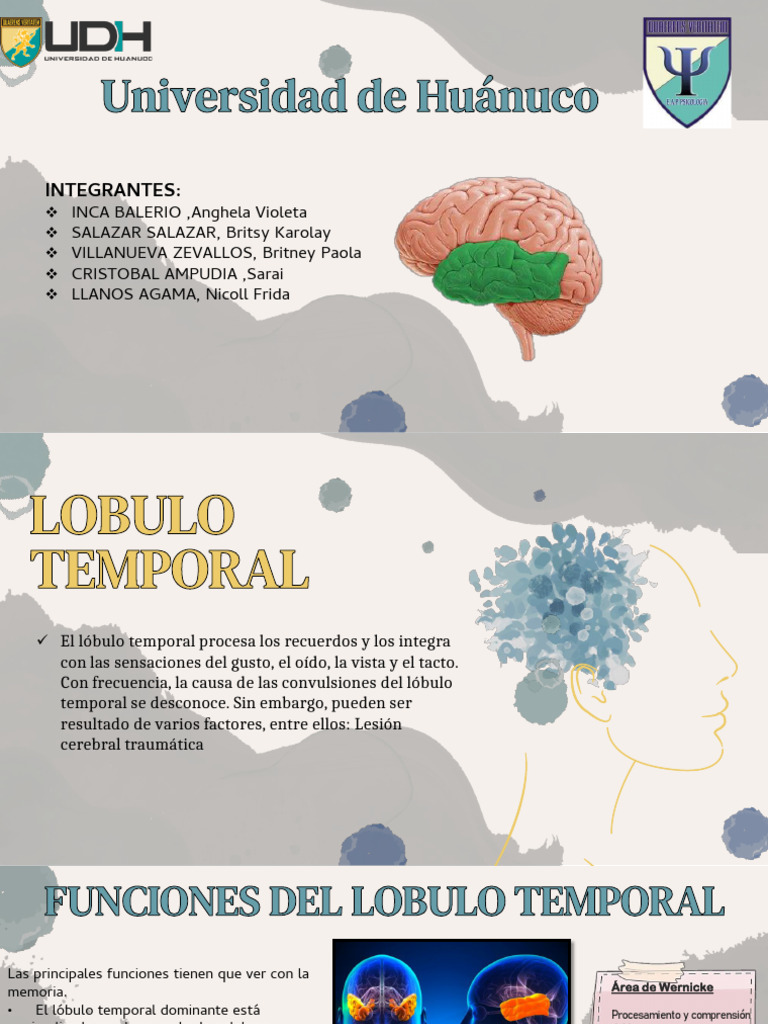 Lobulo Temporal | PDF | Lóbulo temporal | Afasia