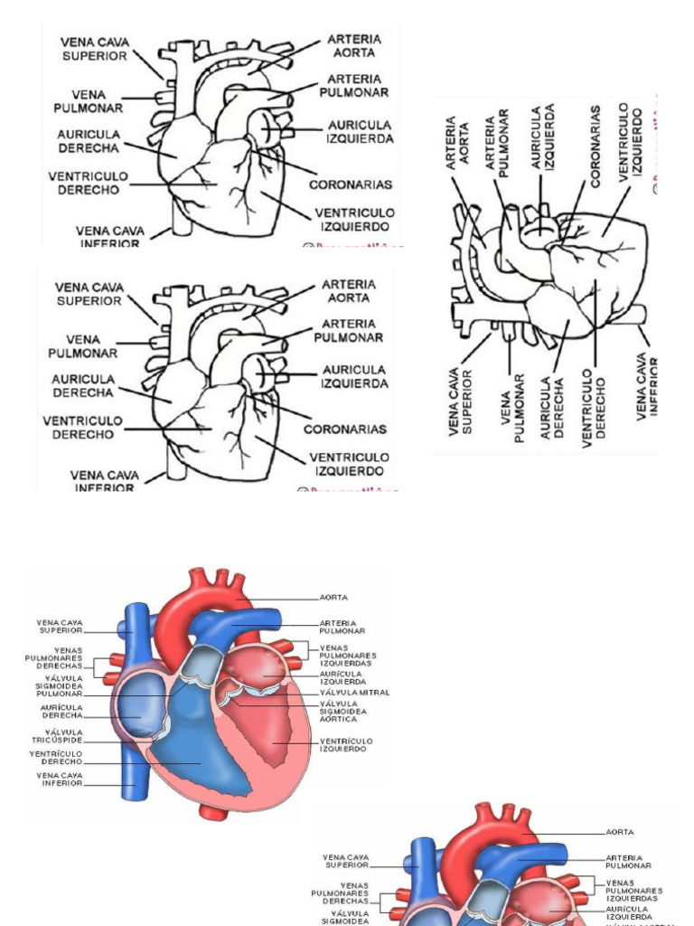 corazon para colorear | PDF