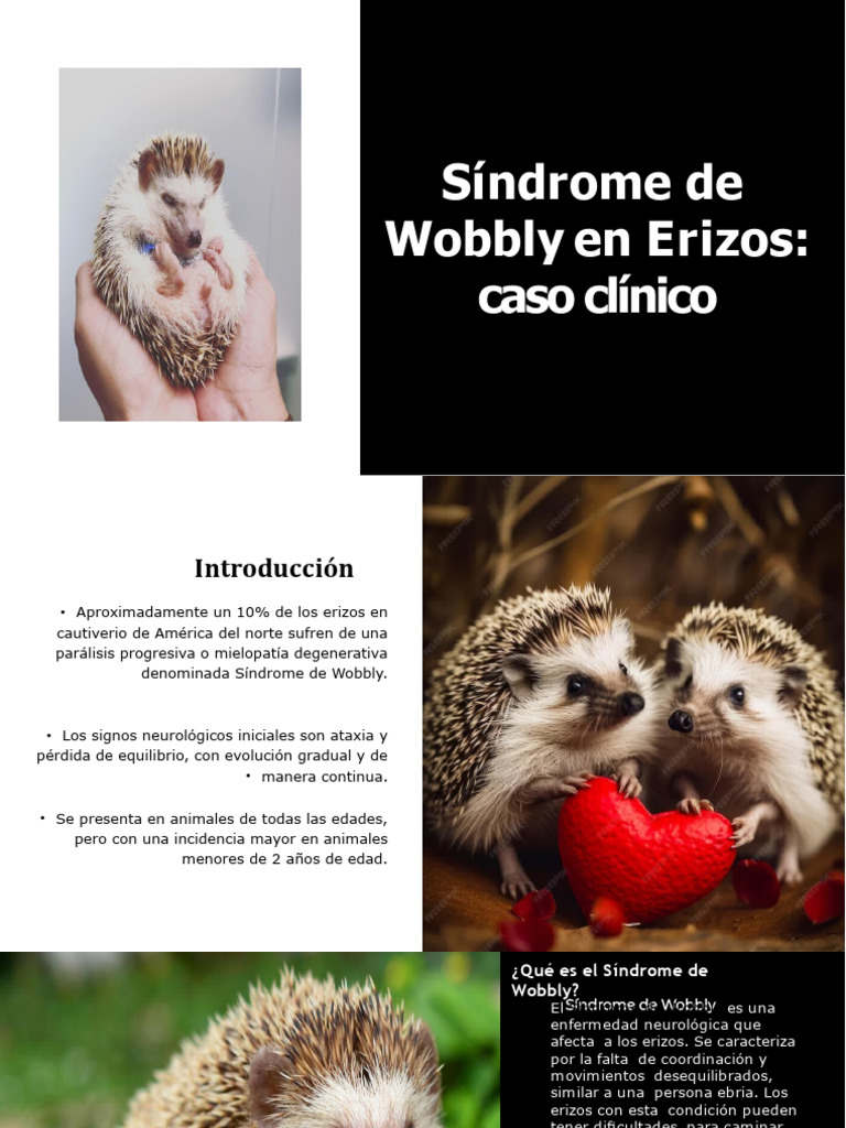 siacutendrome-de-wobbly-en-erizos-un-desafiacuteo-neuroloacutegico- | Descargar gratis PDF ...