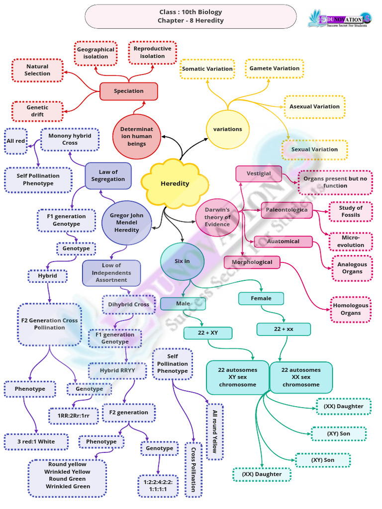 Chapter-8-Heredity and Evolution | PDF | Heredity | Genetics