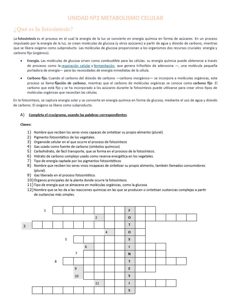 Actividades de Fotosintesis y Respiracion Celular | PDF | Fotosíntesis ...