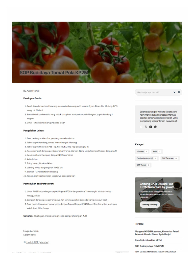 SOP Budidaya Tomat Pola KP2M | PDF