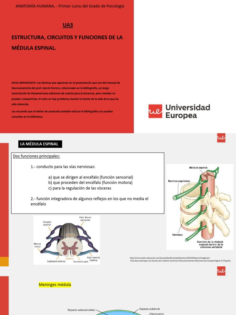 UA3 Medula Espinal | PDF | Médula espinal | Materia gris