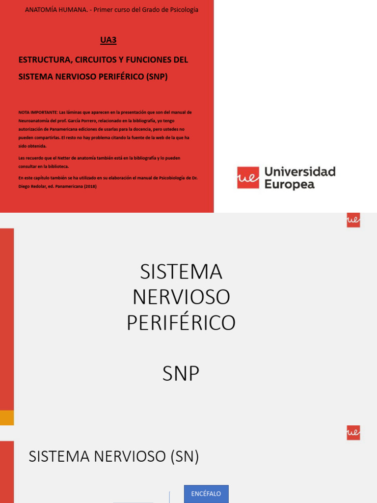 UA4 SNP | PDF | Sistema nervioso | Axon