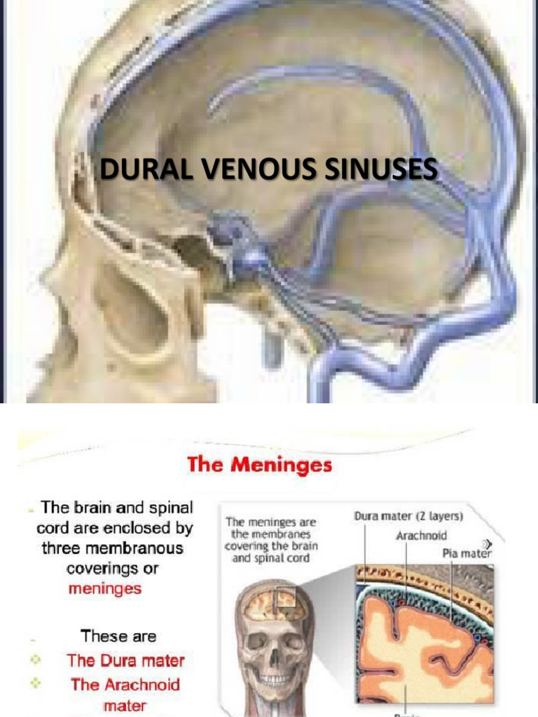 Dural Venous Sinuses Anatomy Overview | PDF | Art