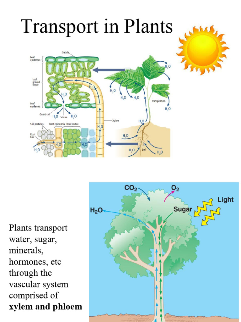 Plant Vascular System: Water & Nutrient Transport | PDF | Home & Garden ...