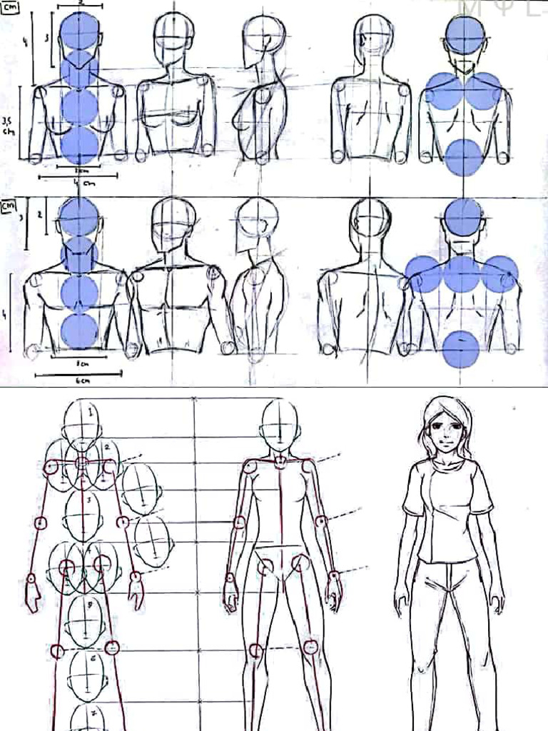 Dibujando Anatomia | PDF