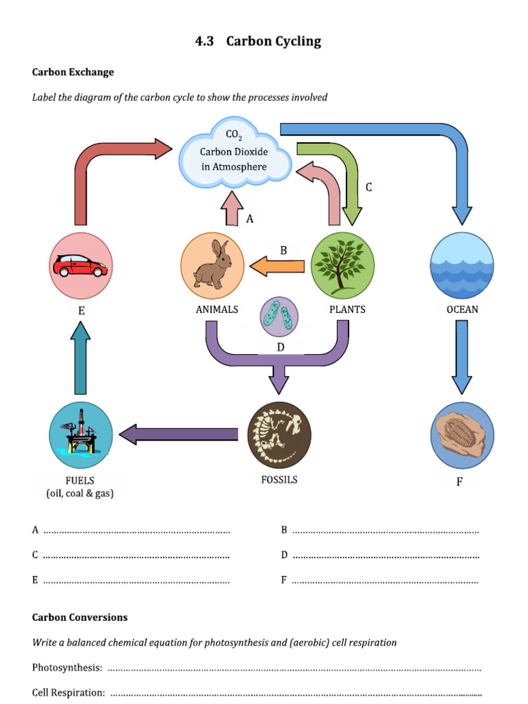 Carbon Cycle | PDF