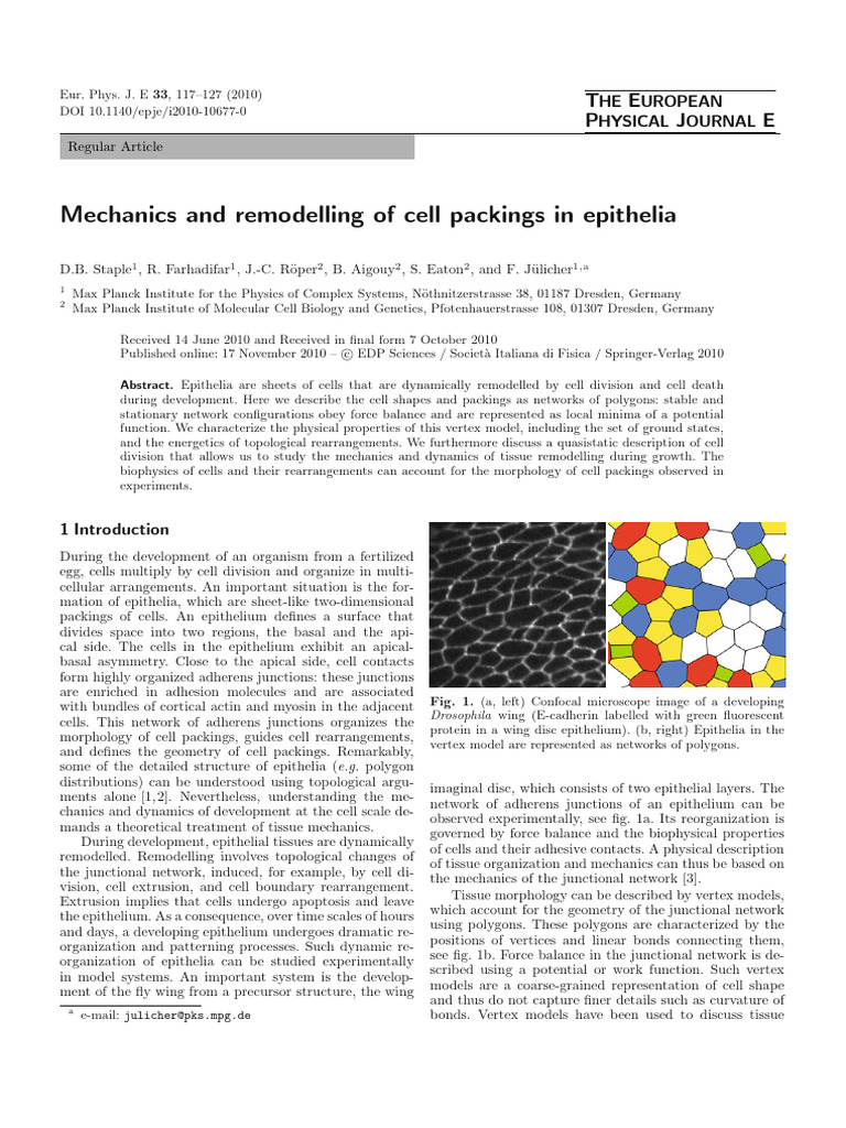 Staple Et Al. - 2010 - Mechanics and Remodelling of Cell Packings in Epit | PDF | Epithelium