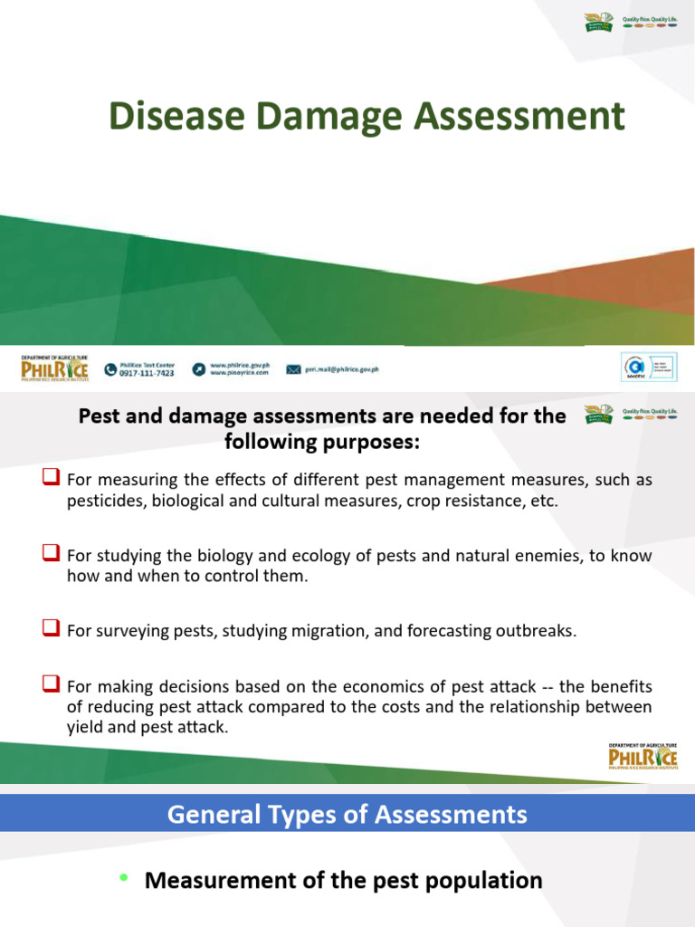 Disease Damage Assessment | PDF | Pest (Organism) | Rice