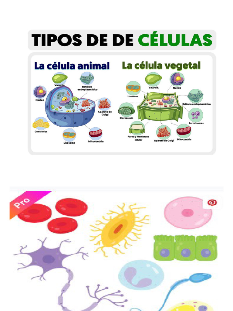 formas de celulas | PDF