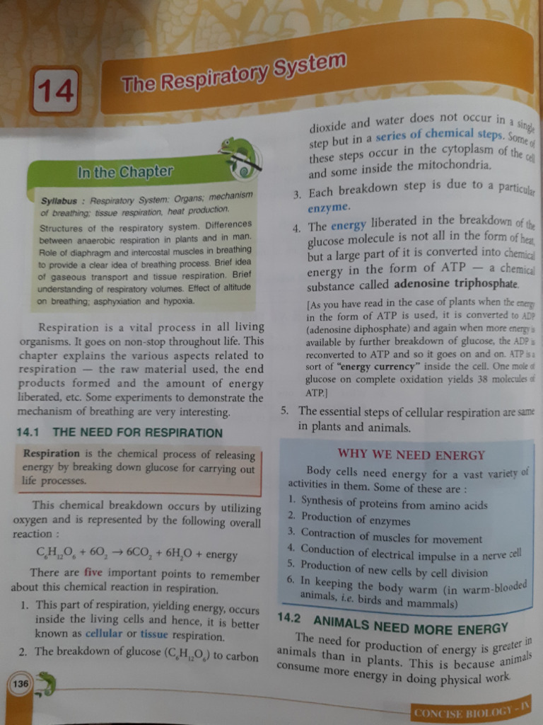Icse Board Class Ix Respiratory System From Concise Biology | PDF