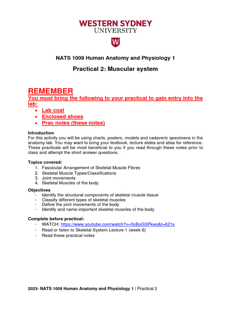 Practical 2 - Muscular System (Student) | PDF | Anatomical Terms Of ...