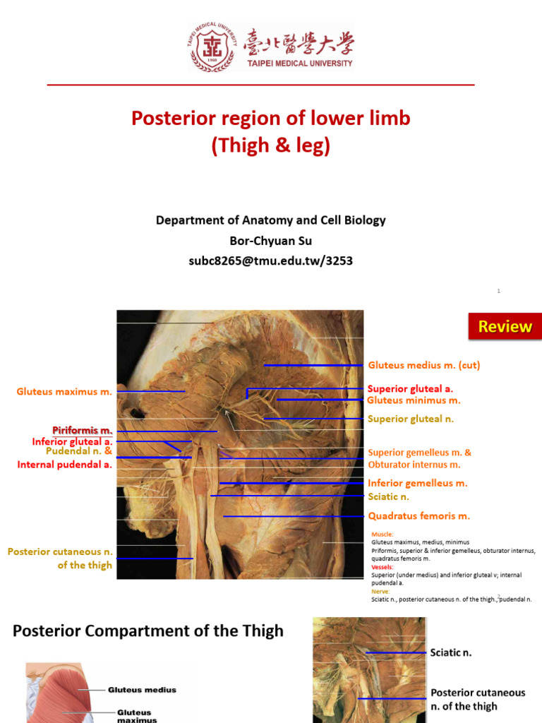 Lower Limb-Posterior Region of Lower Limb Thigh and Leg 1121-1 2022 ...