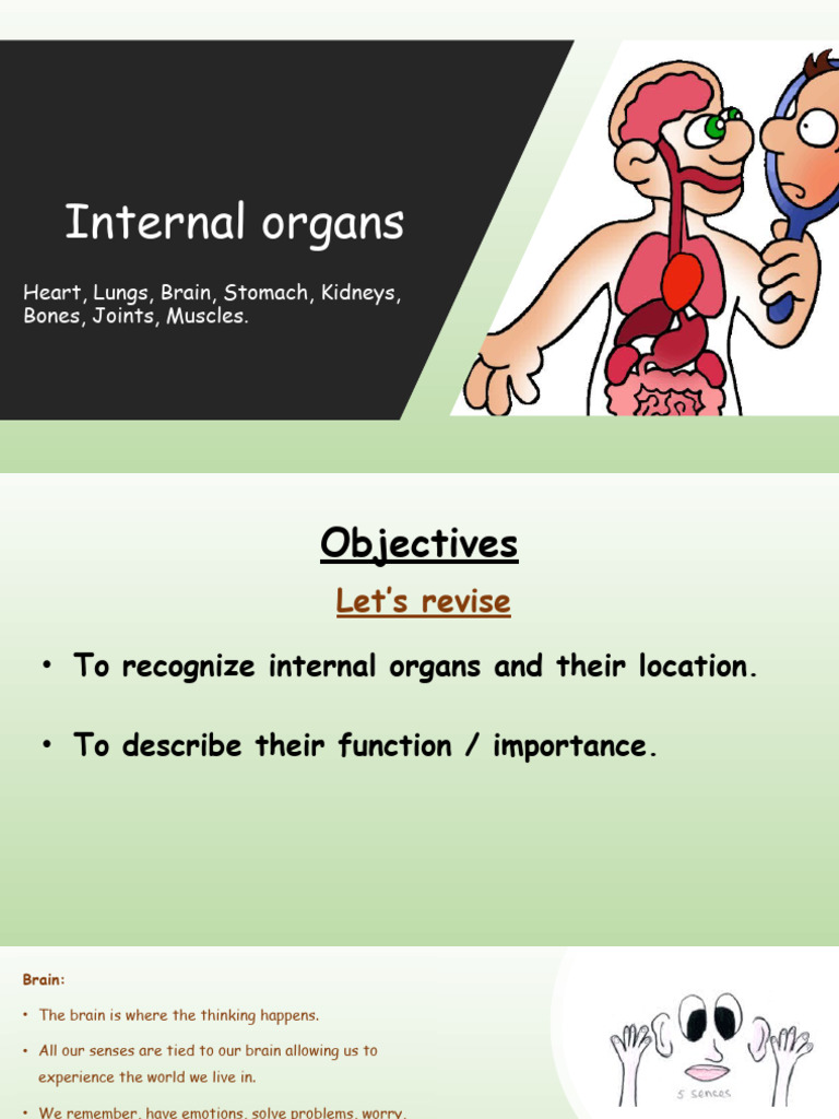Human Body Revision Ppt | Download Free PDF | Bone | Heart
