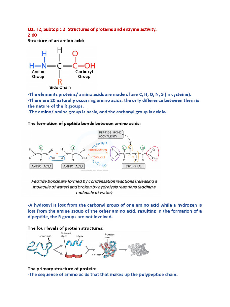 U1, T2, Subtopic 2 Structures of Proteins and Enzyme Activity. | PDF ...