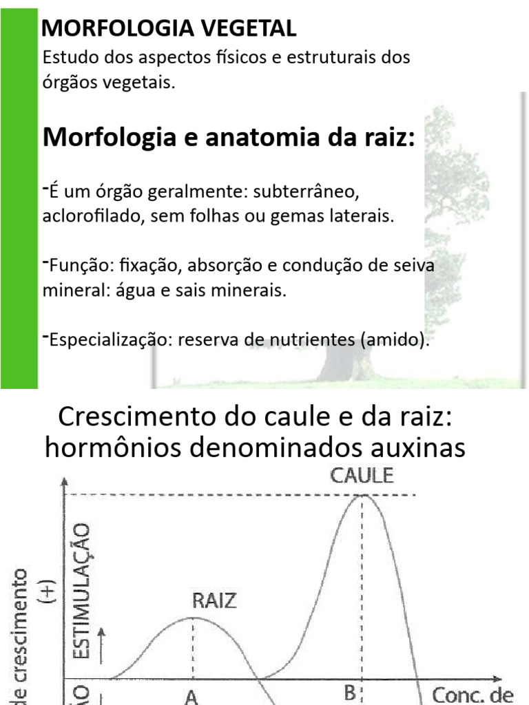 Morfologia e Anatomia Da Raiz 2023 | PDF | Bem-estar