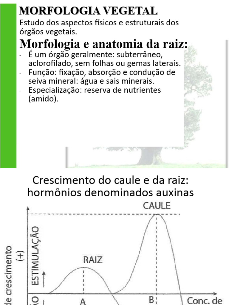 Morfologia e Anatomia Da Raiz 2023 | PDF