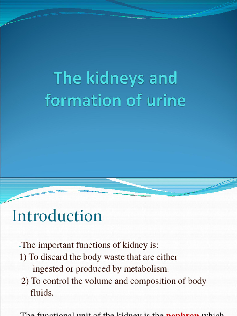 The Kidneys and Formation of Urine 3 | PDF | Kidney | Urinary System