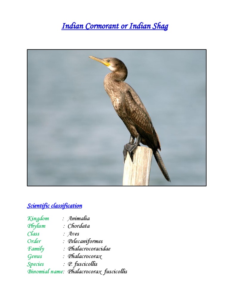 Indian Cormorant: Habitat and Breeding | PDF