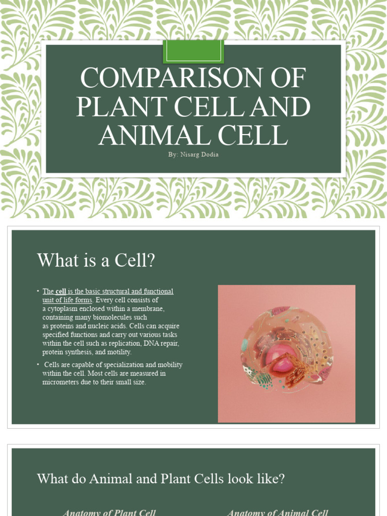 Plant vs. Animal Cell Comparison | PDF | Cell (Biology) | Chloroplast