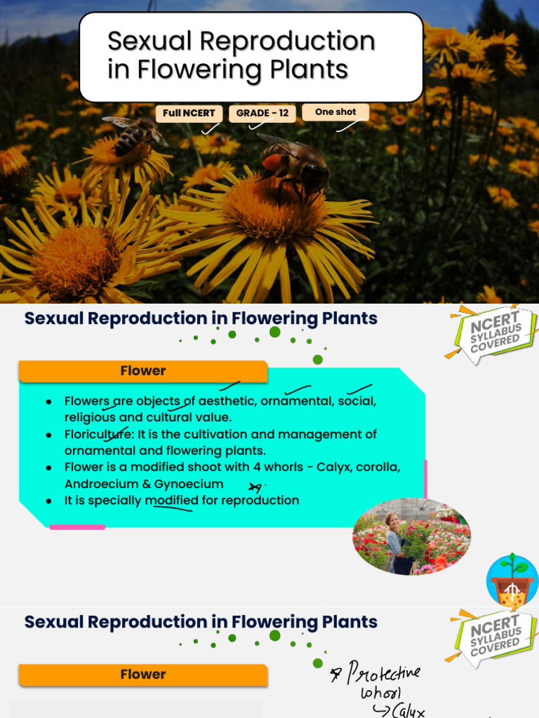 Sexual Reproduction in Flowering Plants | PDF | Pollination | Flowers