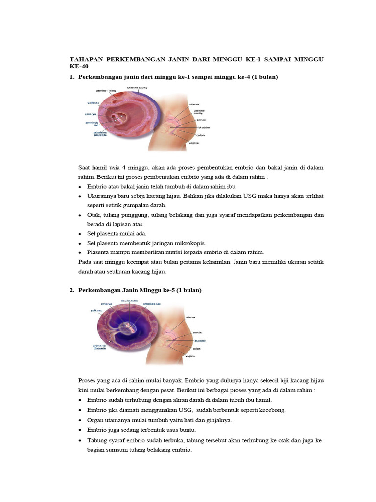 TAHAPAN PERKEMBANGAN embrio menjadi janin | PDF