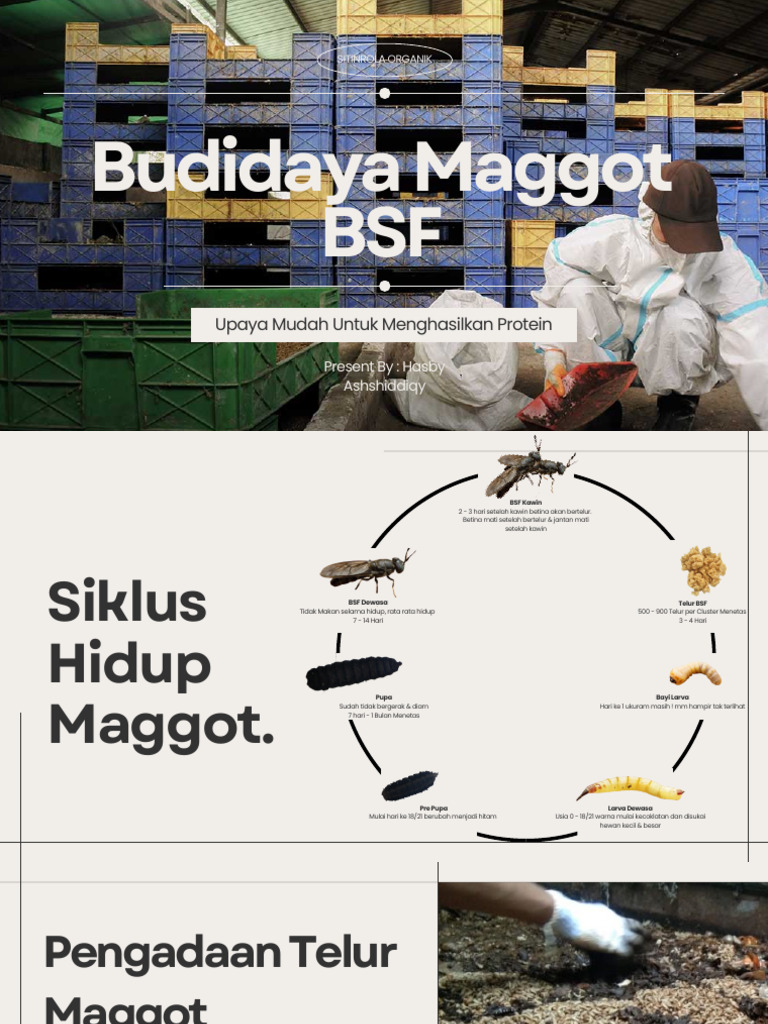 Budidaya Maggot BSF | PDF