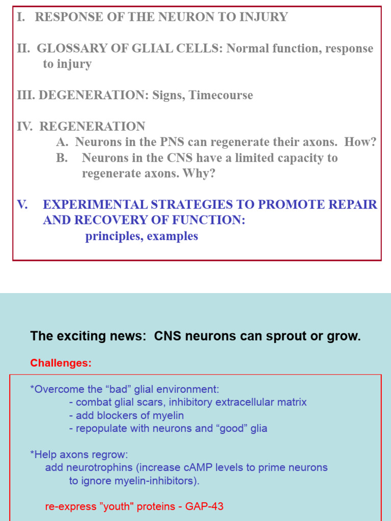 REPAIR AND RECOVERY OF FUNCTION | PDF | Axon | Neuron