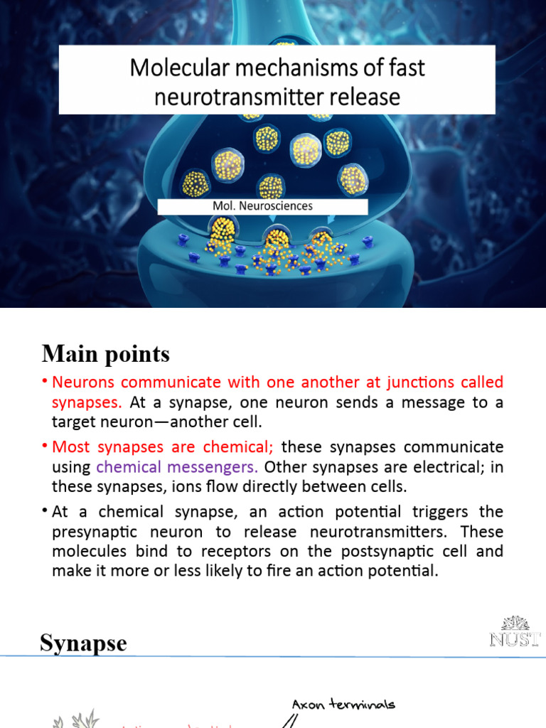 Molecular Mechanisms of Fast Neurotransmitter Release | PDF | Chemical Synapse | Neurotransmitter