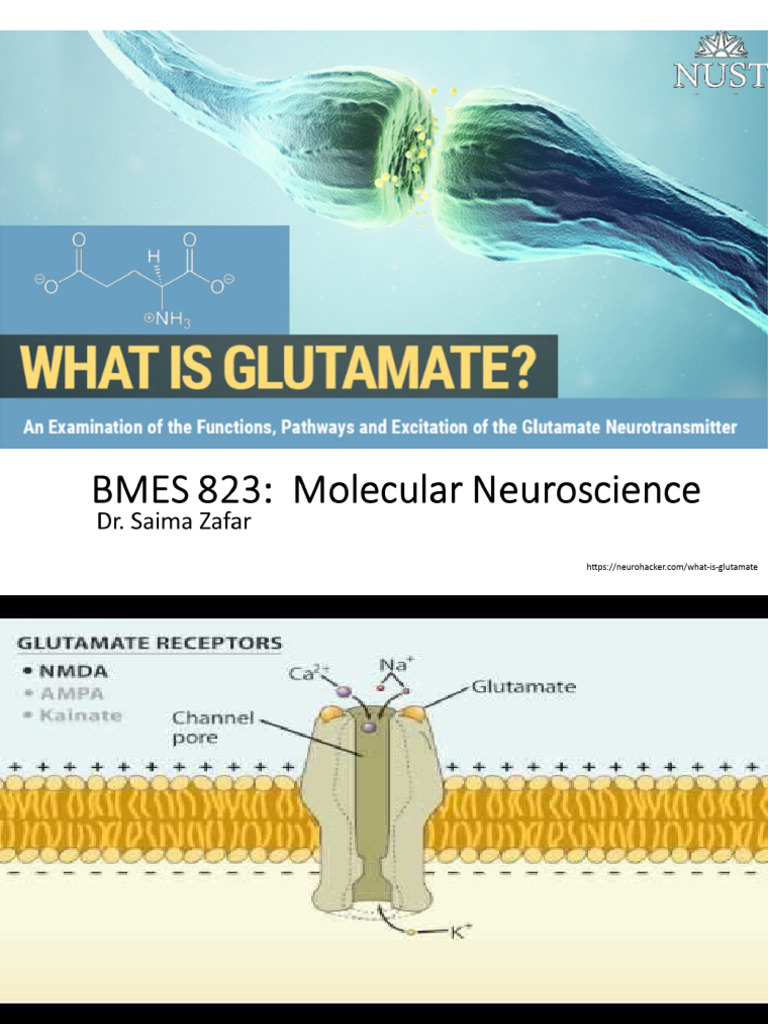 Glutamate Receptors and Their Role in Cognitive Functions | PDF | Glutamic Acid | Neurotransmitter