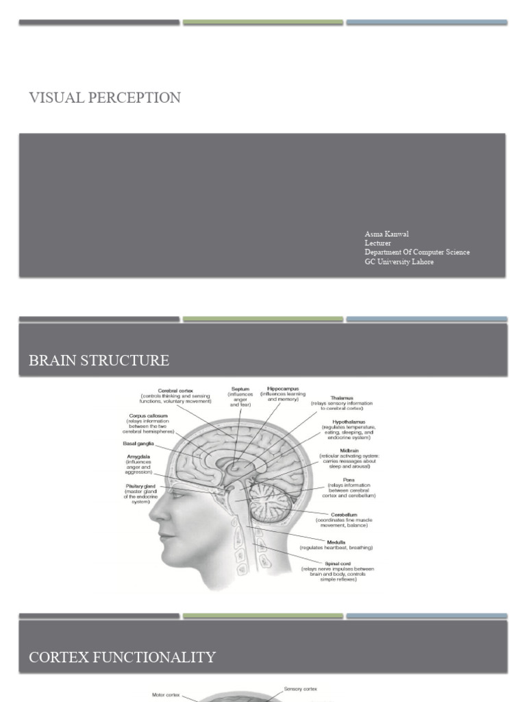 Visual Perception | PDF