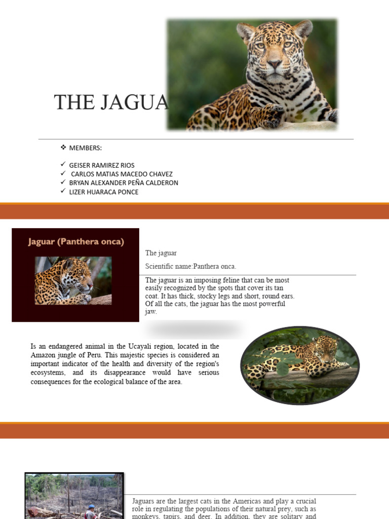 Endangered Jaguars in Ucayali, Peru | PDF | Jaguar | Hunting