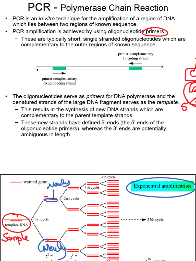 PCR basics | PDF | Polymerase Chain Reaction | Primer (Molecular Biology)