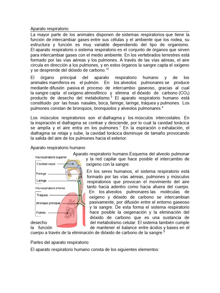 Aparato respiratorio | Descargar gratis PDF | Sistema respiratorio | Pulmón