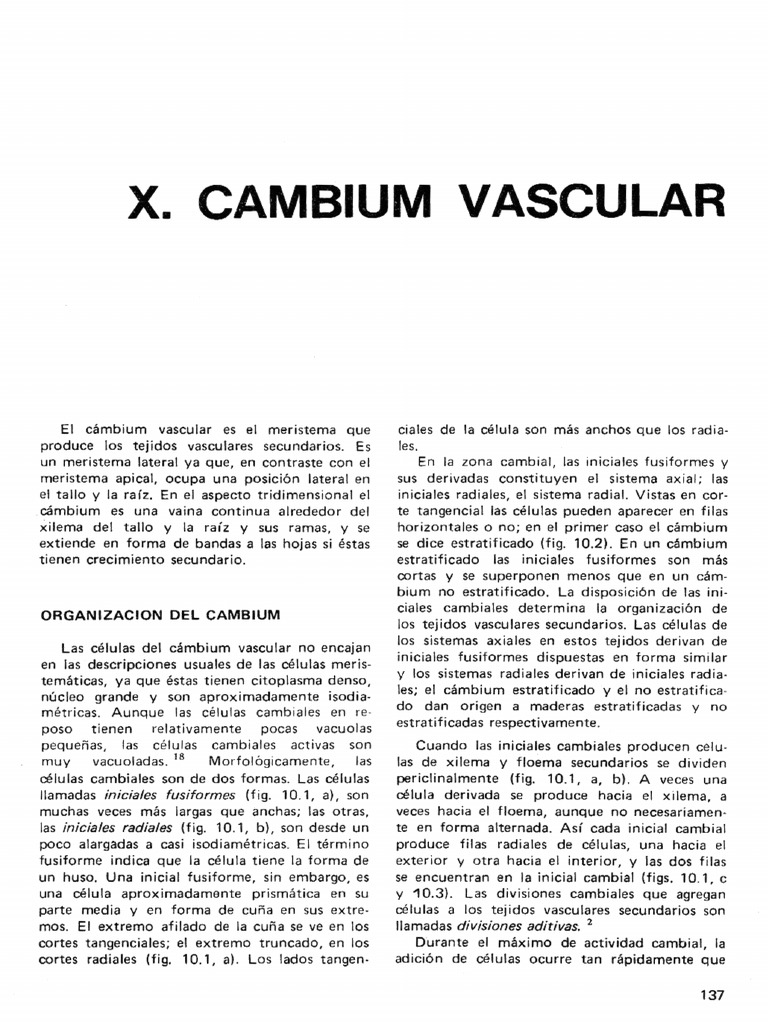 Cambium Vascular | PDF