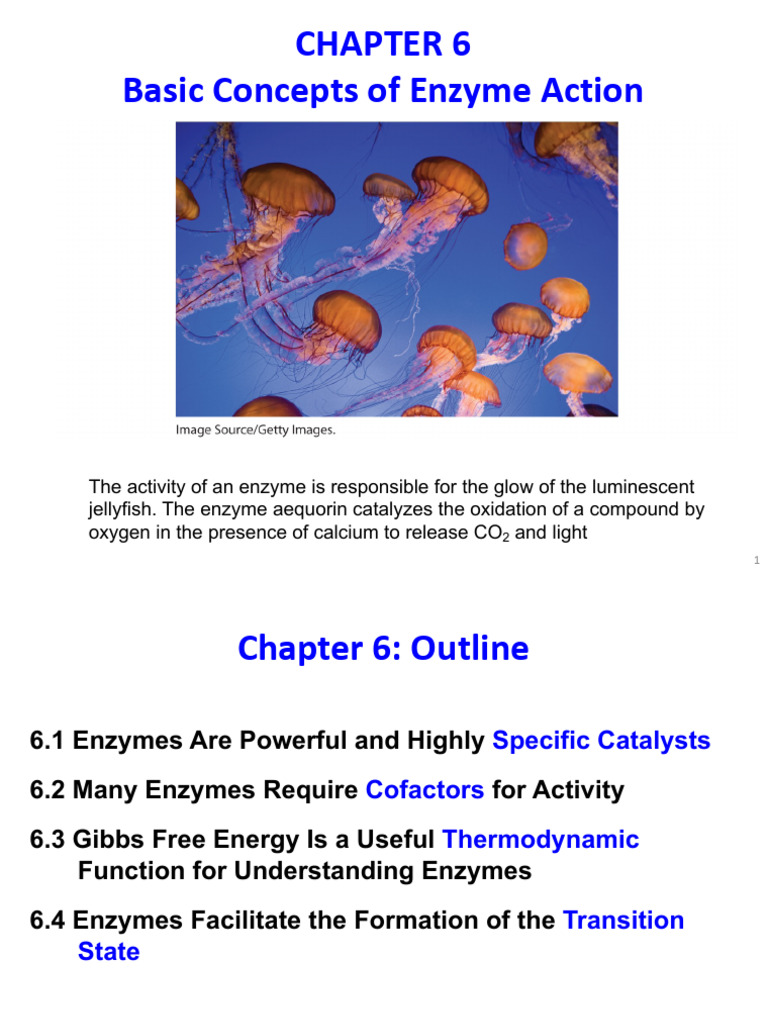 Chapter06 Enzymes Intro | PDF | Calorie | Enzyme