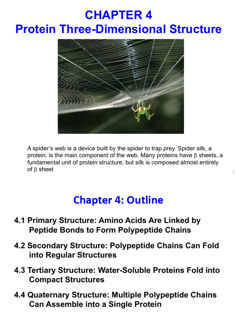 Chapter04 Protein3DStructure | Download Free PDF | Protein Structure ...
