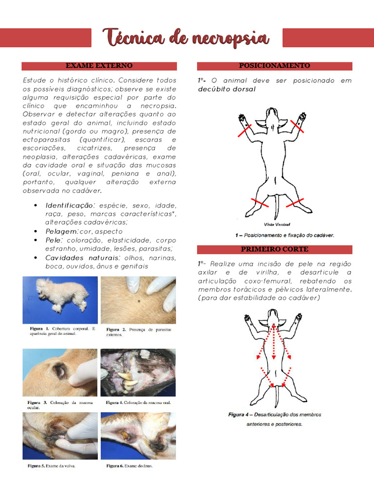 Técnicas de Necropsia Veterinária | PDF