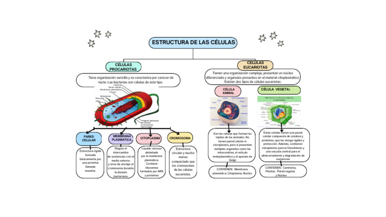 Estructura de Las Células | PDF | Biología Celular) | Citoplasma
