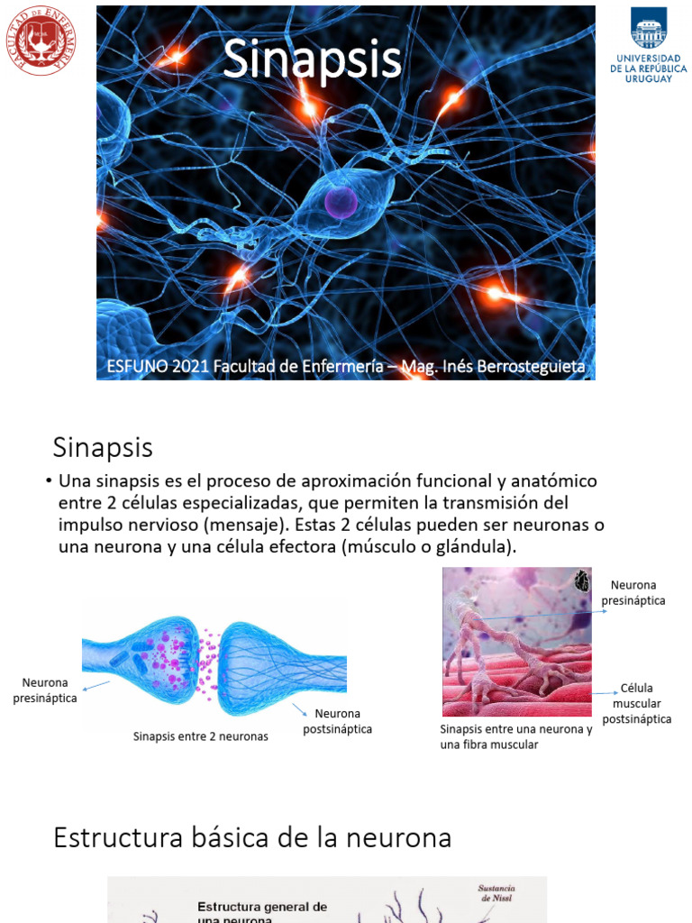 Sinapsis | PDF | Sinapsis | Sinapsis química