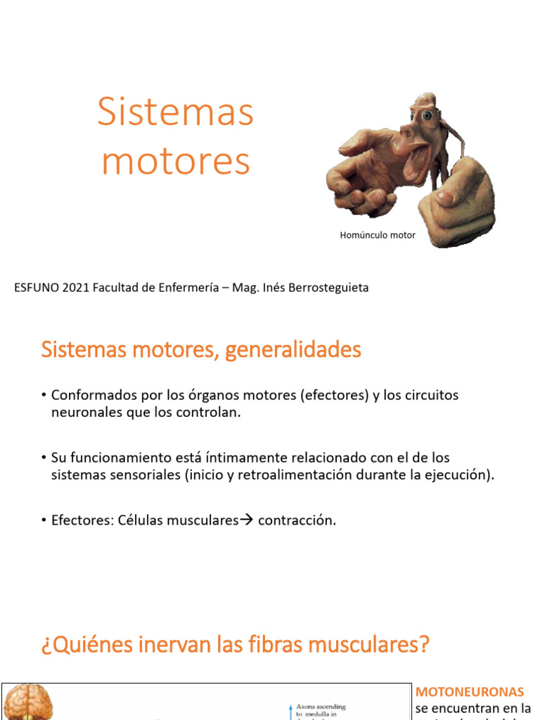 3. Sistemas motores | PDF | Músculo | Contracción muscular